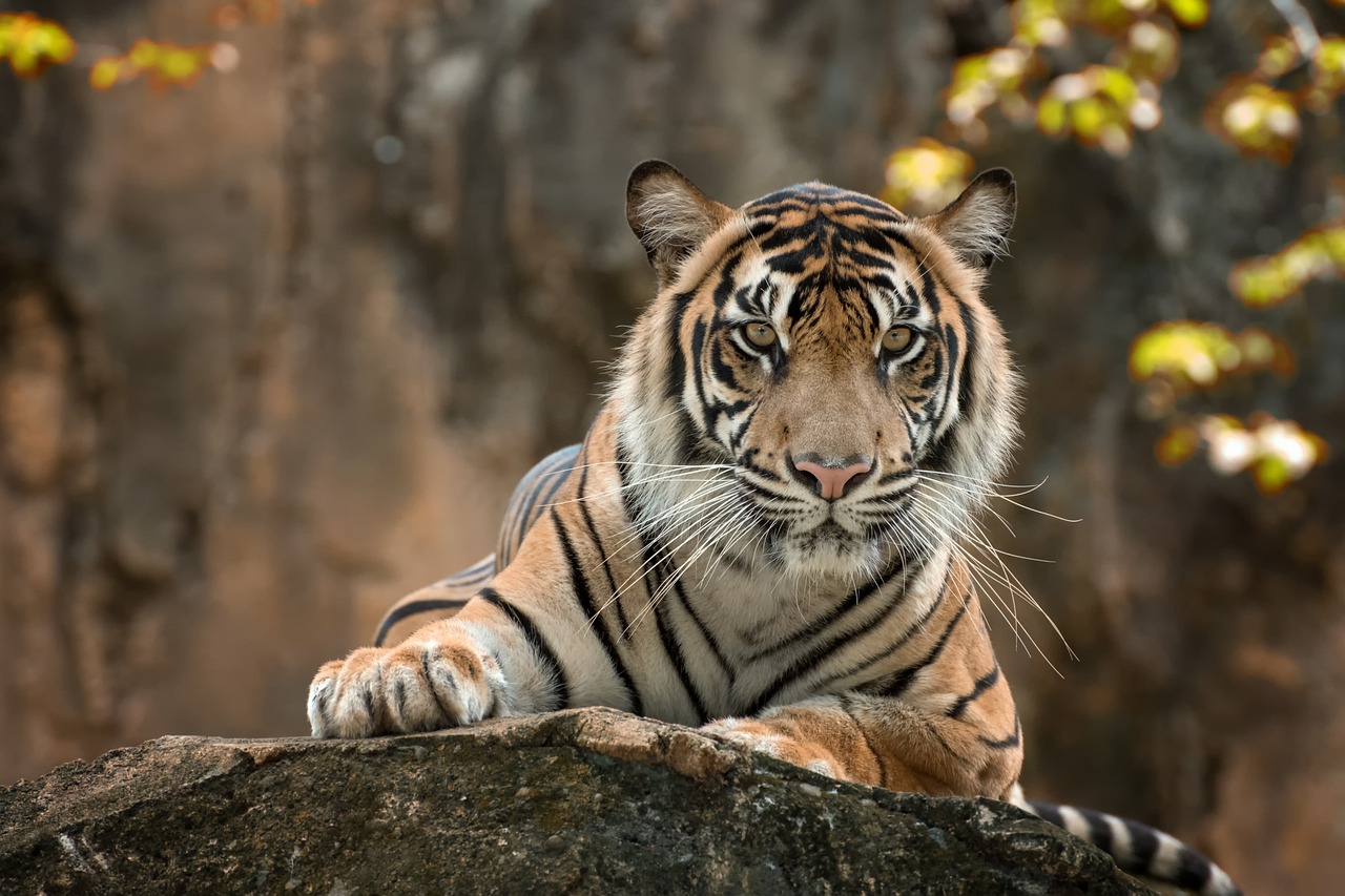 Indonezija traži dokaze da je javanski tigar još uvijek u divljini ...